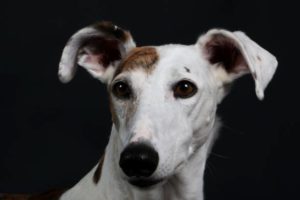 Whippet Jack Russell Mix: Understanding Their Temperament