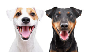 Brindle Jack Russell Terrier: A Spirited And Unique Canine Companion