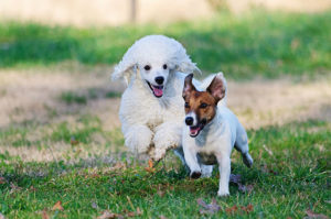 Brindle Jack Russell Terrier: A Spirited And Unique Canine Companion